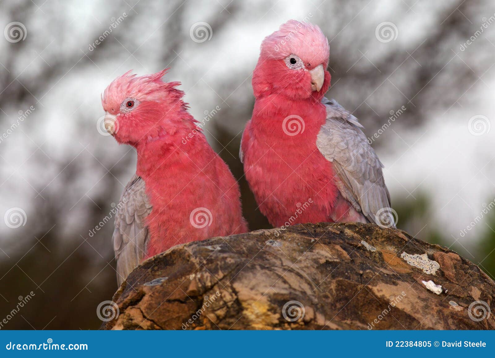 Galahs stock image. Image of parrot, crest, wing, wildlife - 22384805