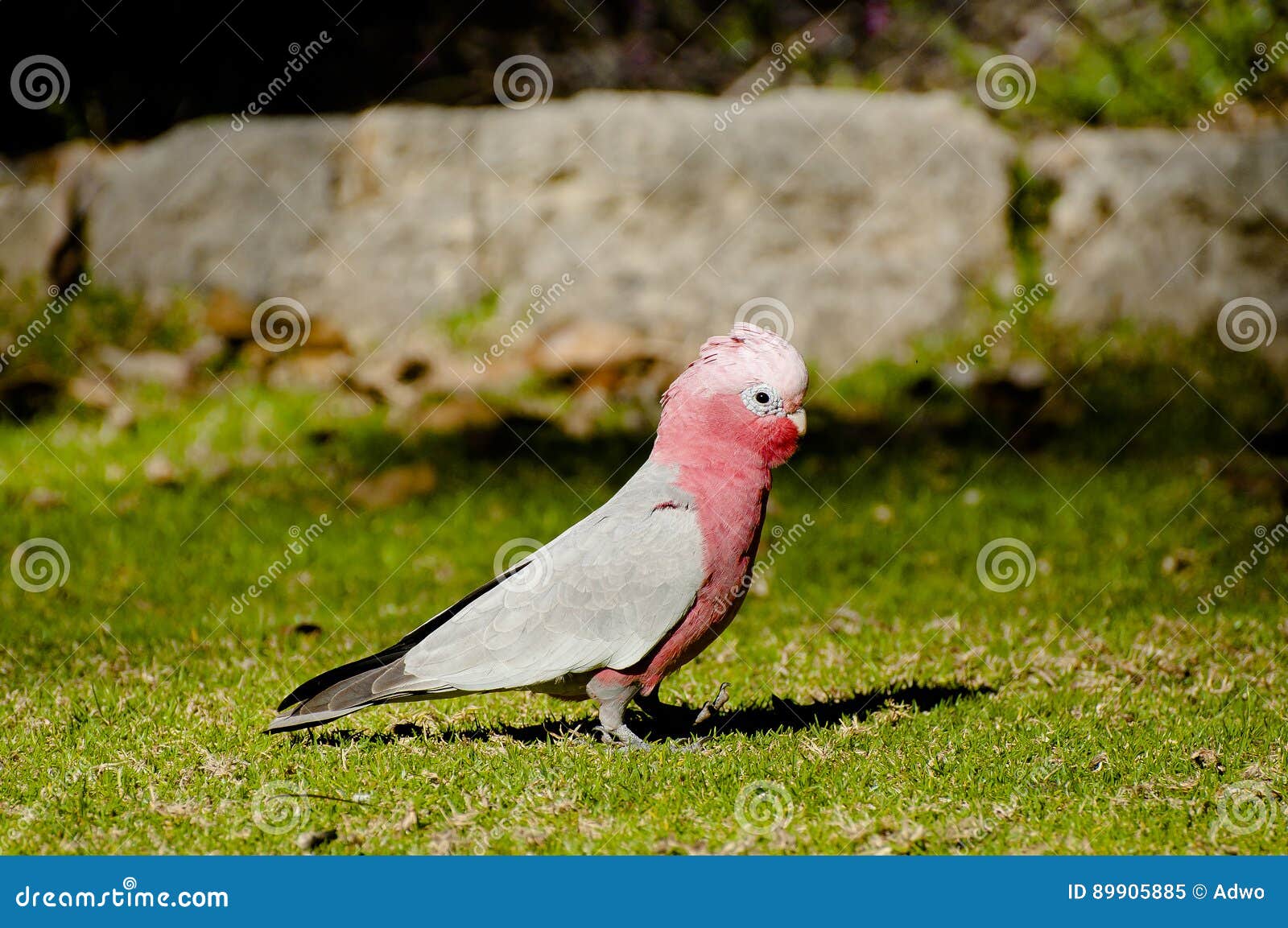 Galahs - Australia stock image. Image of parrot, park - 89905885