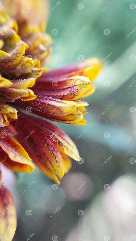Galanda flower petals stock image. Image of leaf, nature - 245390823