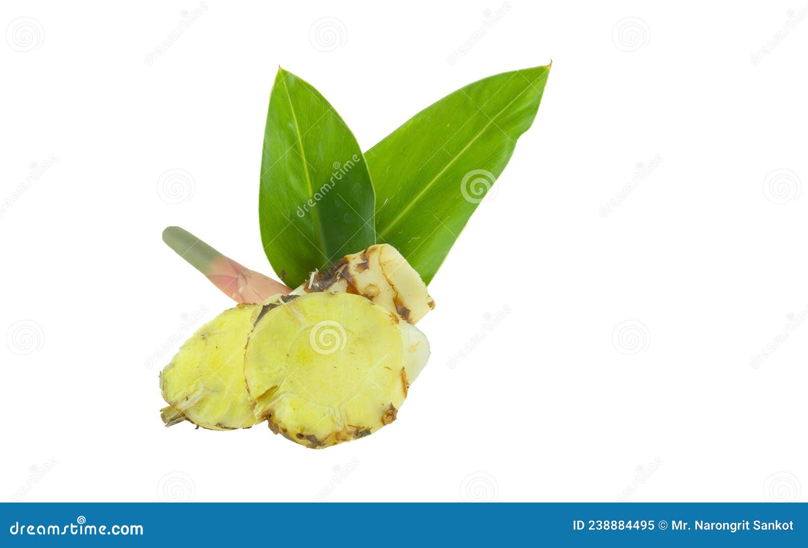 Galanga stock image. Image of gourmet, freshness, antioxidant - 238884495