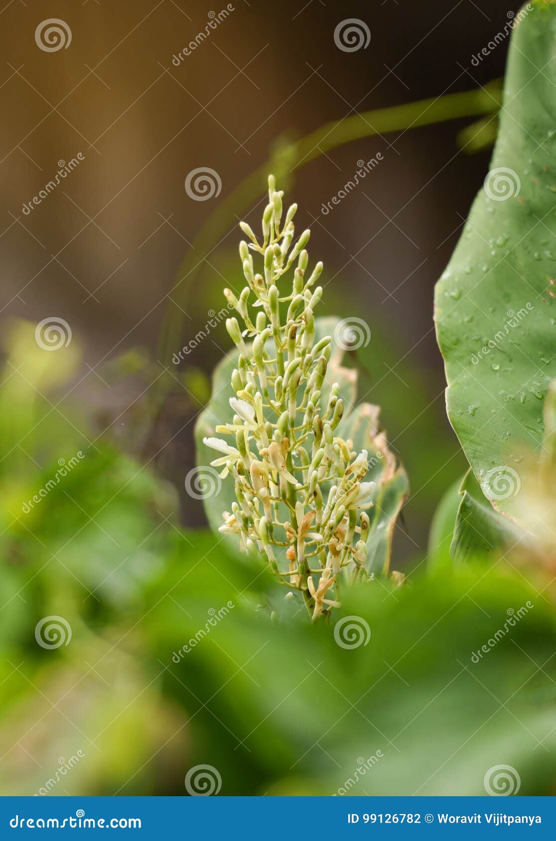 Galangal flower stock photo. Image of galangal, blossoming - 99126782