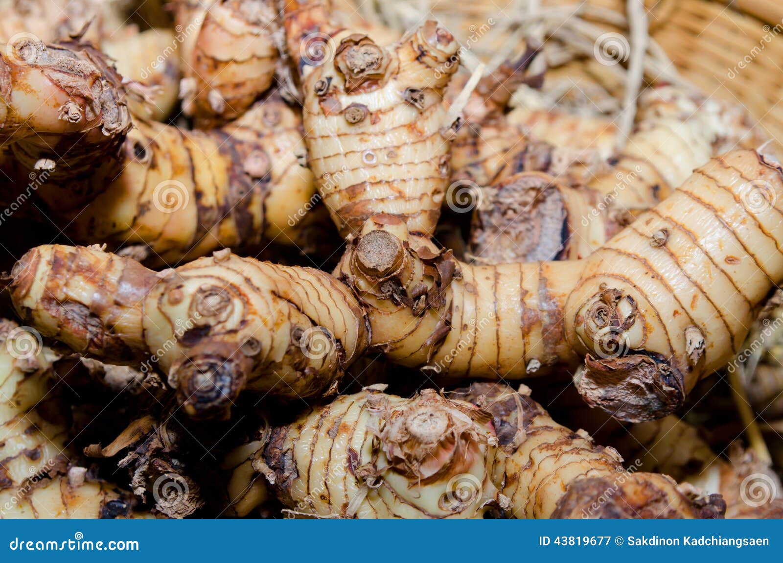 Galangal dried stock image. Image of lesser, officinarum - 43819677