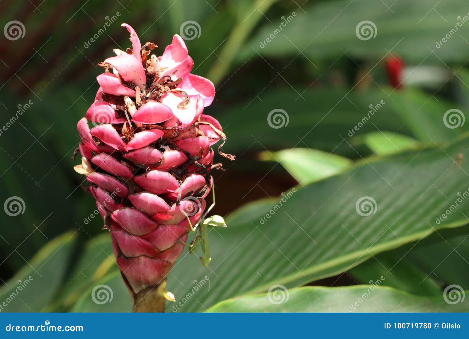 Galangal flower stock photo. Image of vase, decoration - 100719780