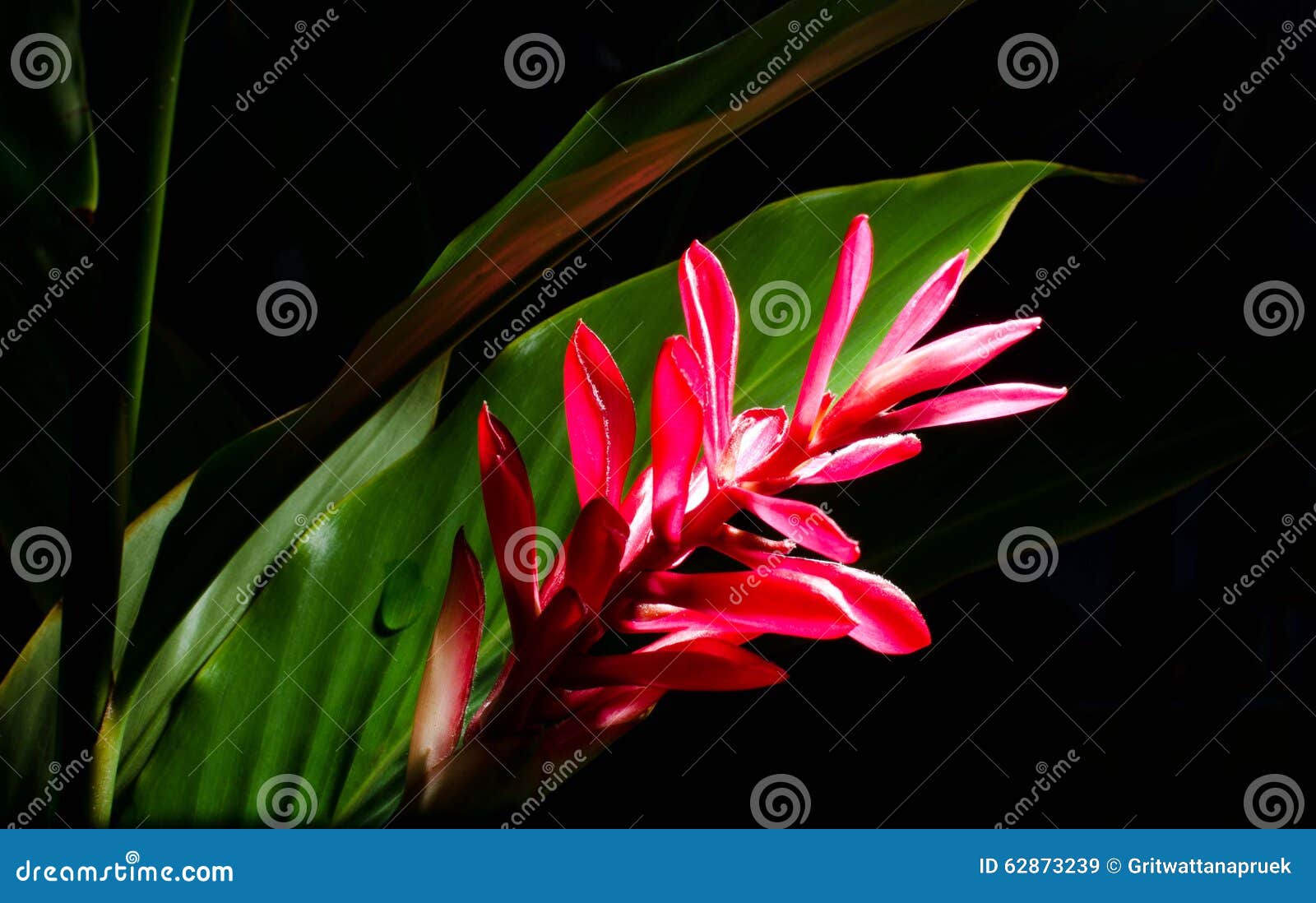 Galangal Flower stock image. Image of plant, fresh, natural - 62873239