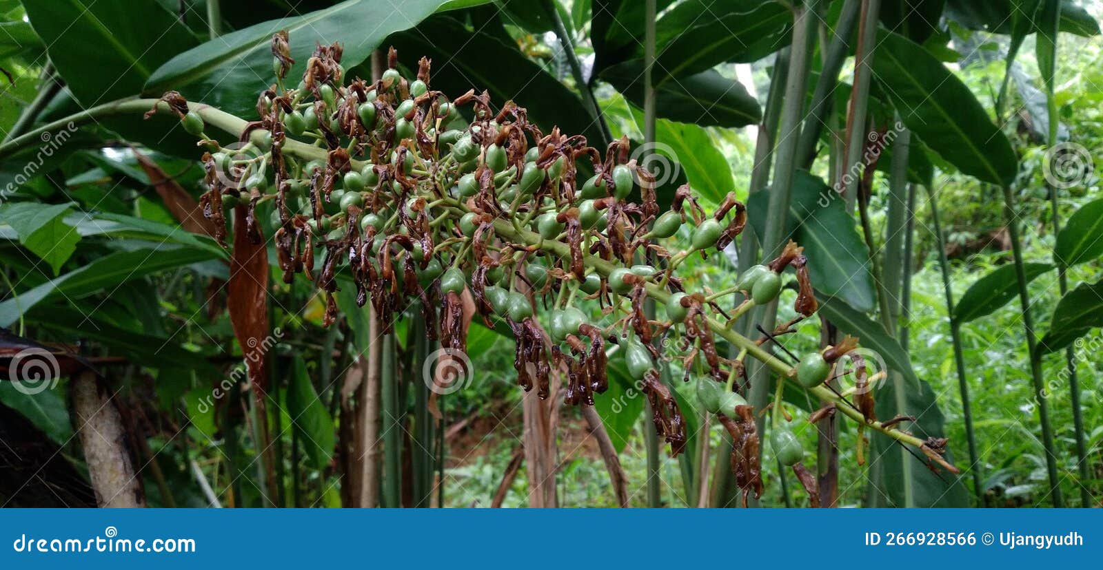 Galangal Flowers in the Wild Stock Photo - Image of produce, vegetation ...