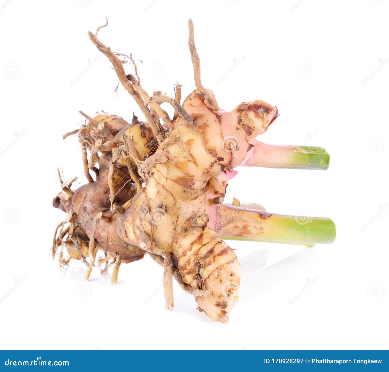 Galangal Roots and Stems Isolated on White Stock Image - Image of food ...