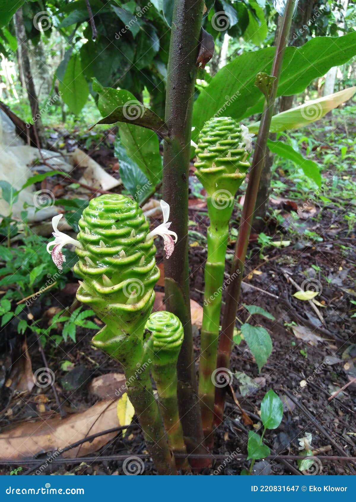 The Galangal Plant Flower Grows in the Garden Stock Image - Image of ...