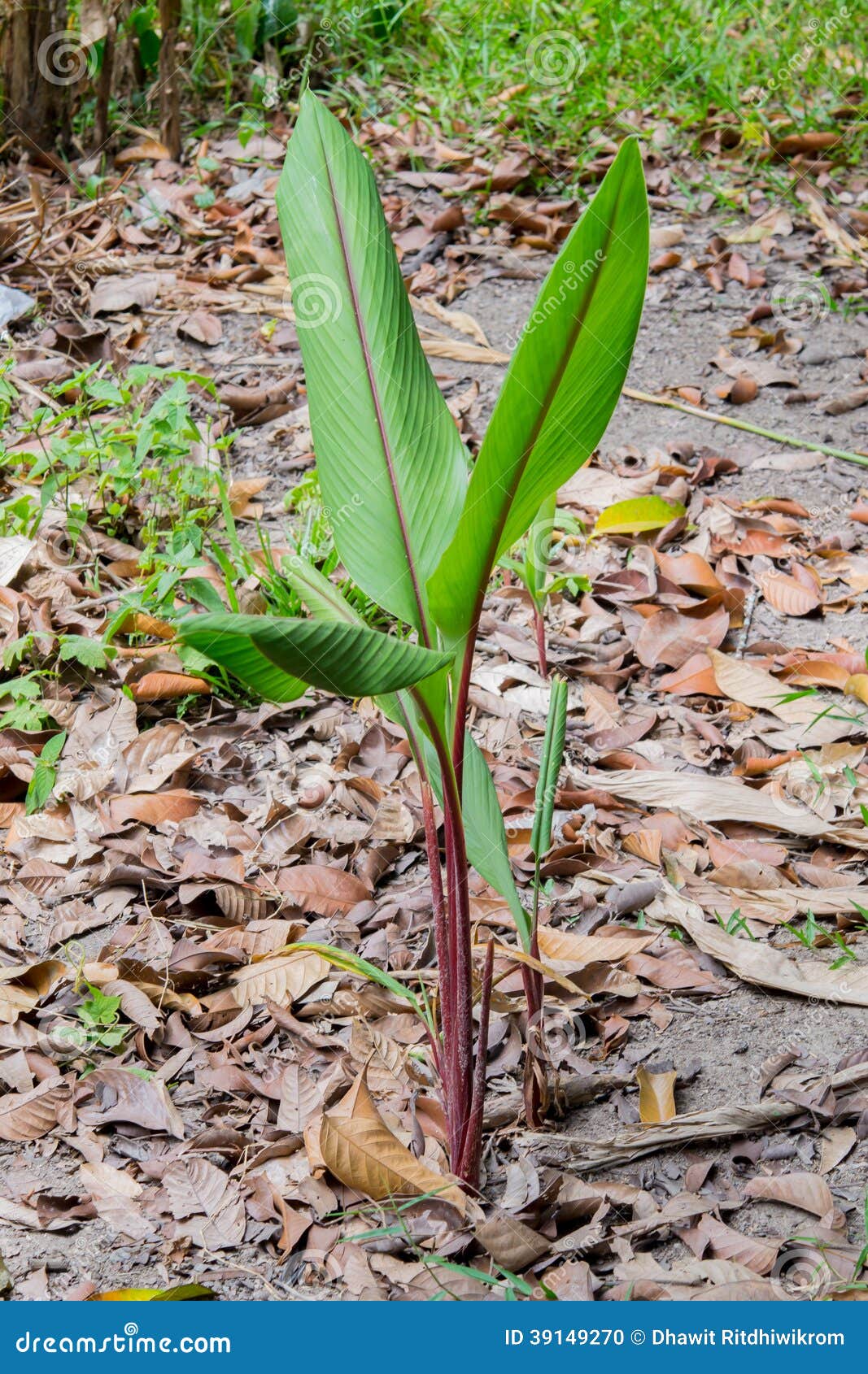 Galangal plant stock photo. Image of nature, rhizome - 39149270