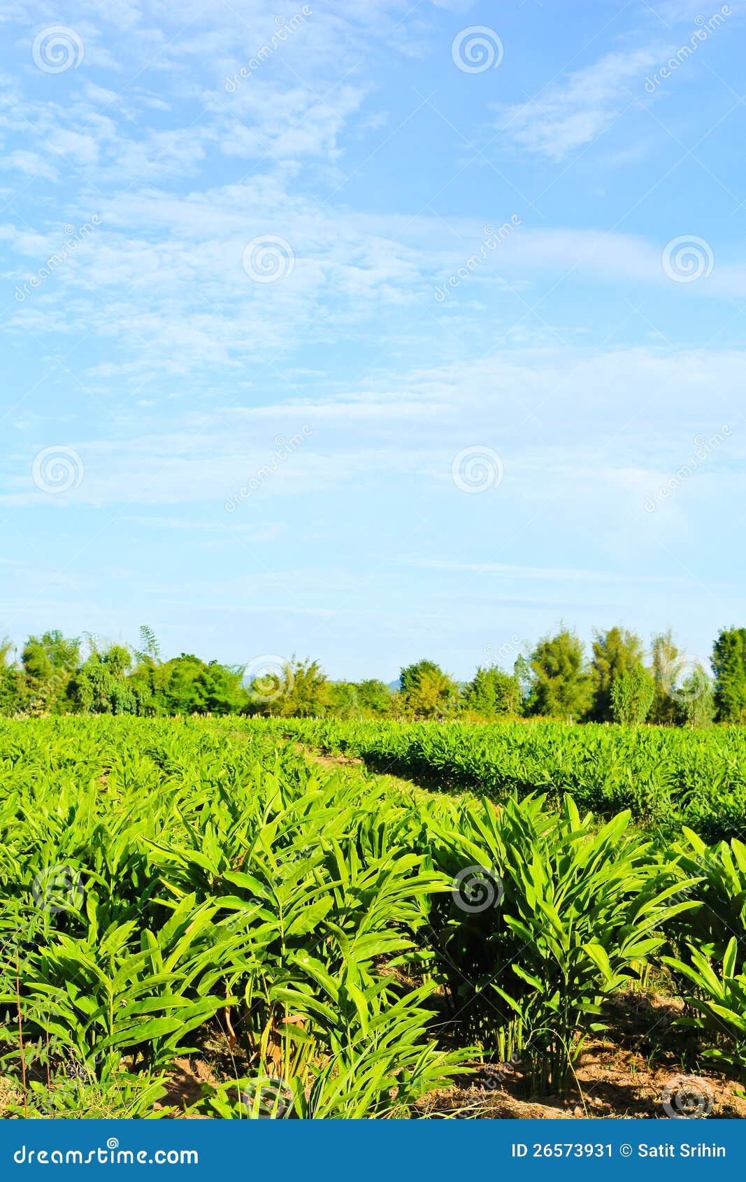 Galangal Plants in the Farm Stock Image - Image of galangal, spicy ...
