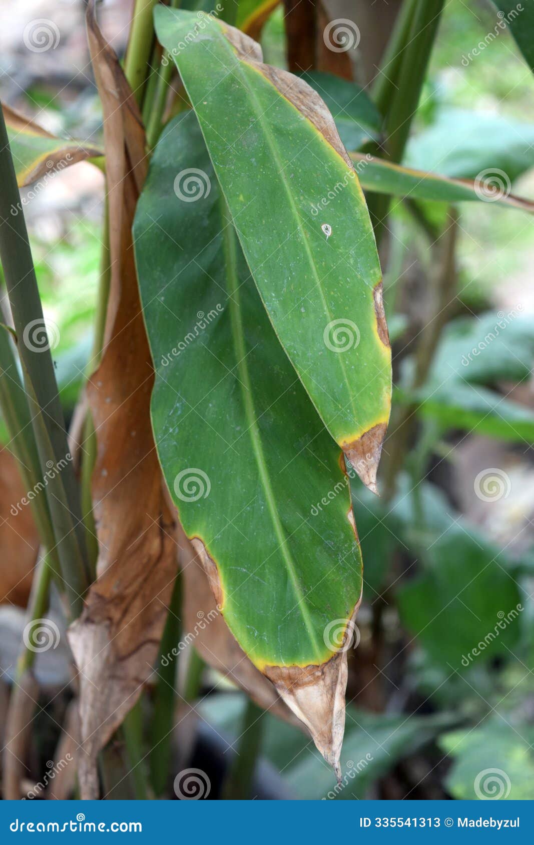 The Galangal Tree Grows with Delicious Green Leaves but Some are Dry ...