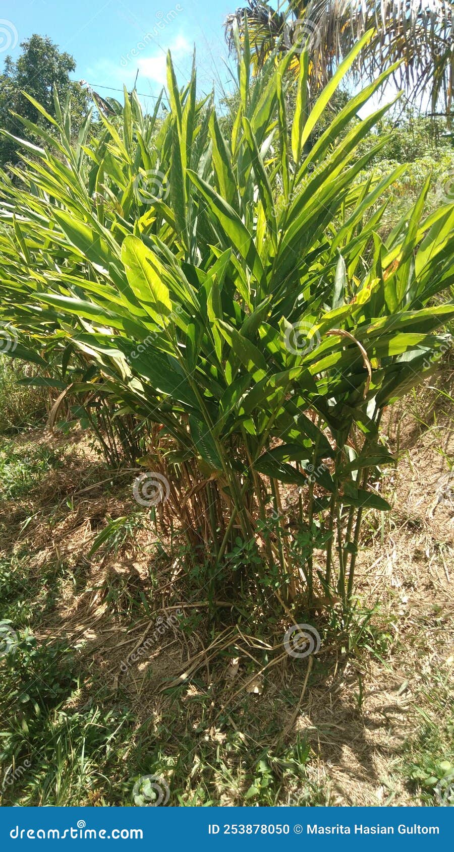 Galangal Trees with the Grass Stock Photo - Image of evergreen, garden ...