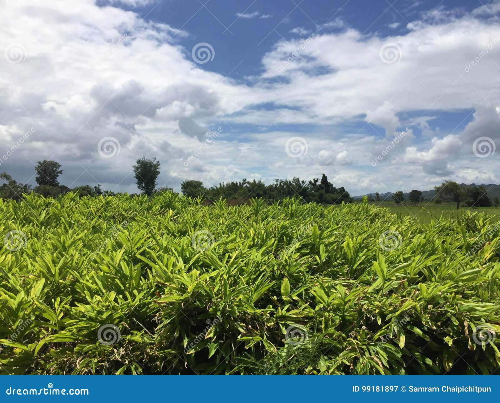 173 Galanga Tree Stock Photos - Free & Royalty-Free Stock Photos from ...