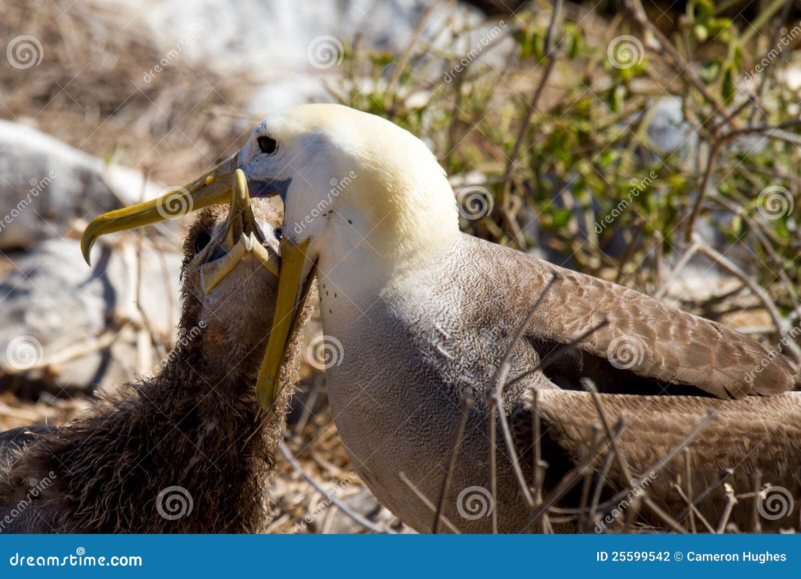 Galapagos Albatross Feeding Chick Stock Photo - Image of galapagos ...