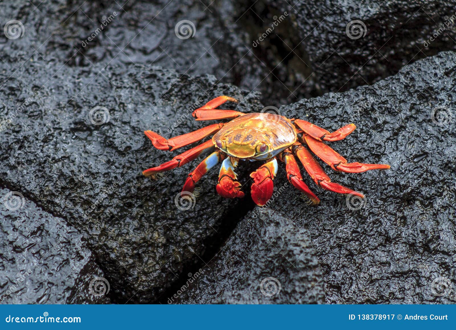 Galapagos Crab Standing in a Black Rock Stock Image - Image of darwin ...