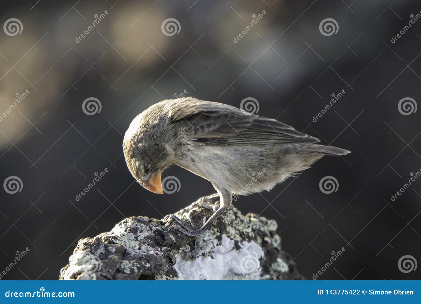 Galapagos Darwin Finch Sitting on Rock Stock Photo - Image of sitting ...