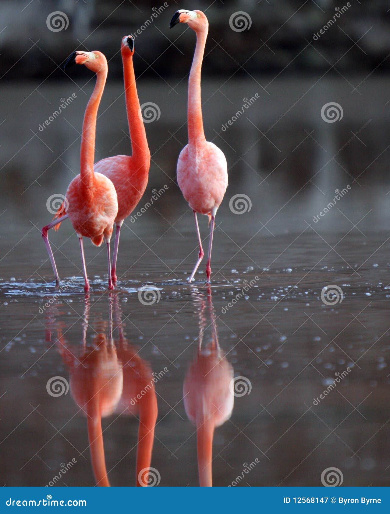 The Mating Dance Of The Snakes Royalty-Free Stock Photography ...