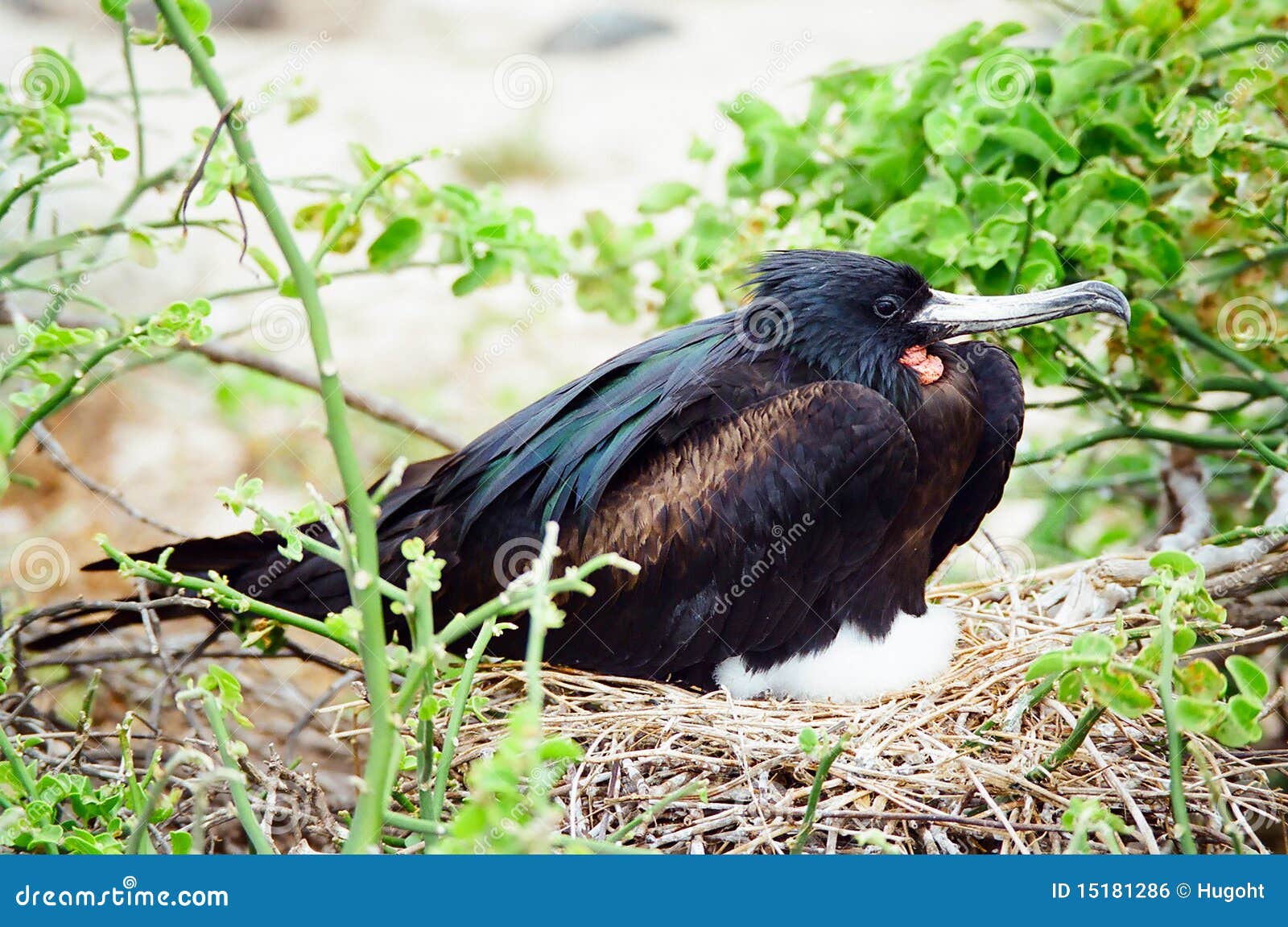 Bird Nesting Boxes On A Beech Tree Royalty-Free Stock Photo ...