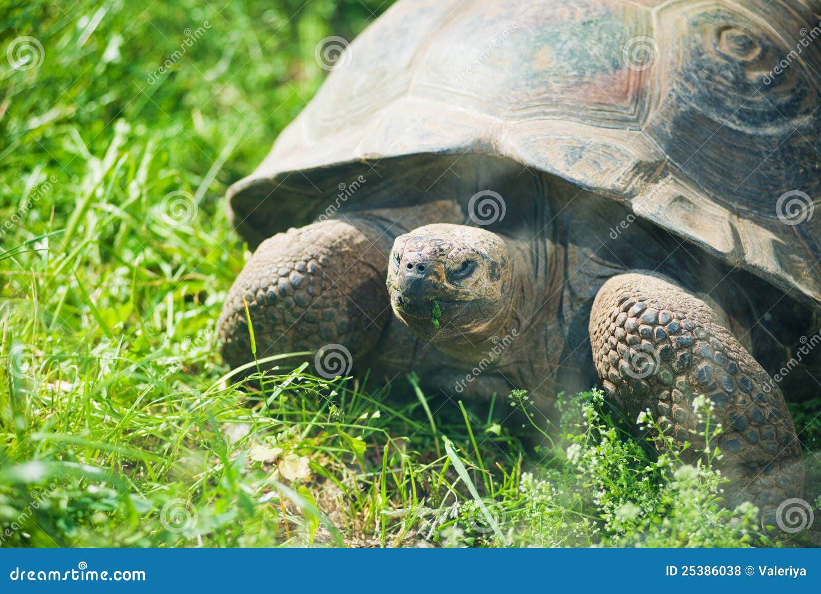 Galapagos giant tortoise stock photo. Image of alone - 25386038