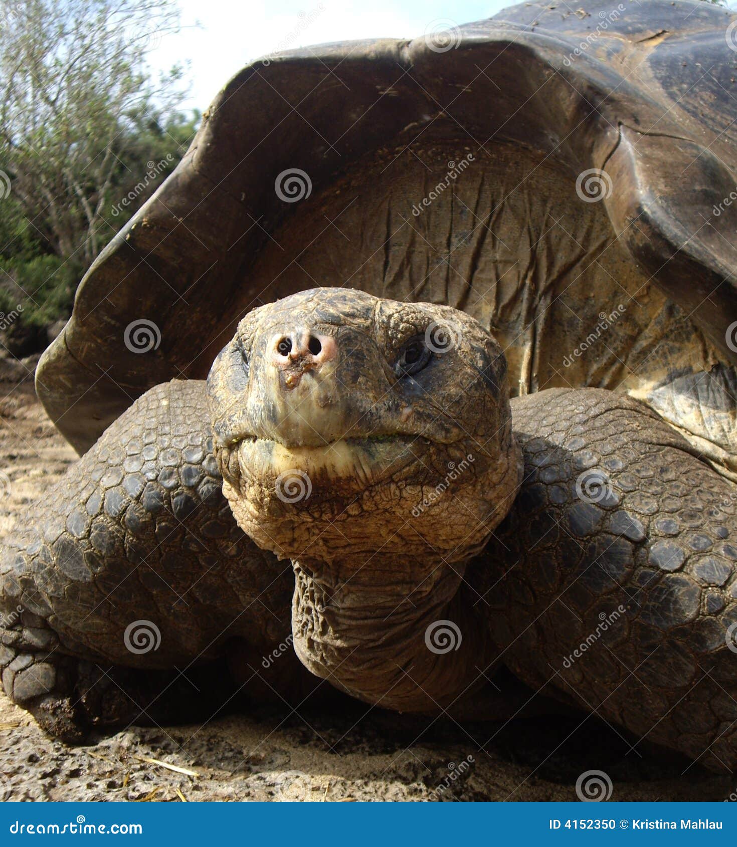 Galapagos Giant Tortoise Stock Photography | CartoonDealer.com #46725758