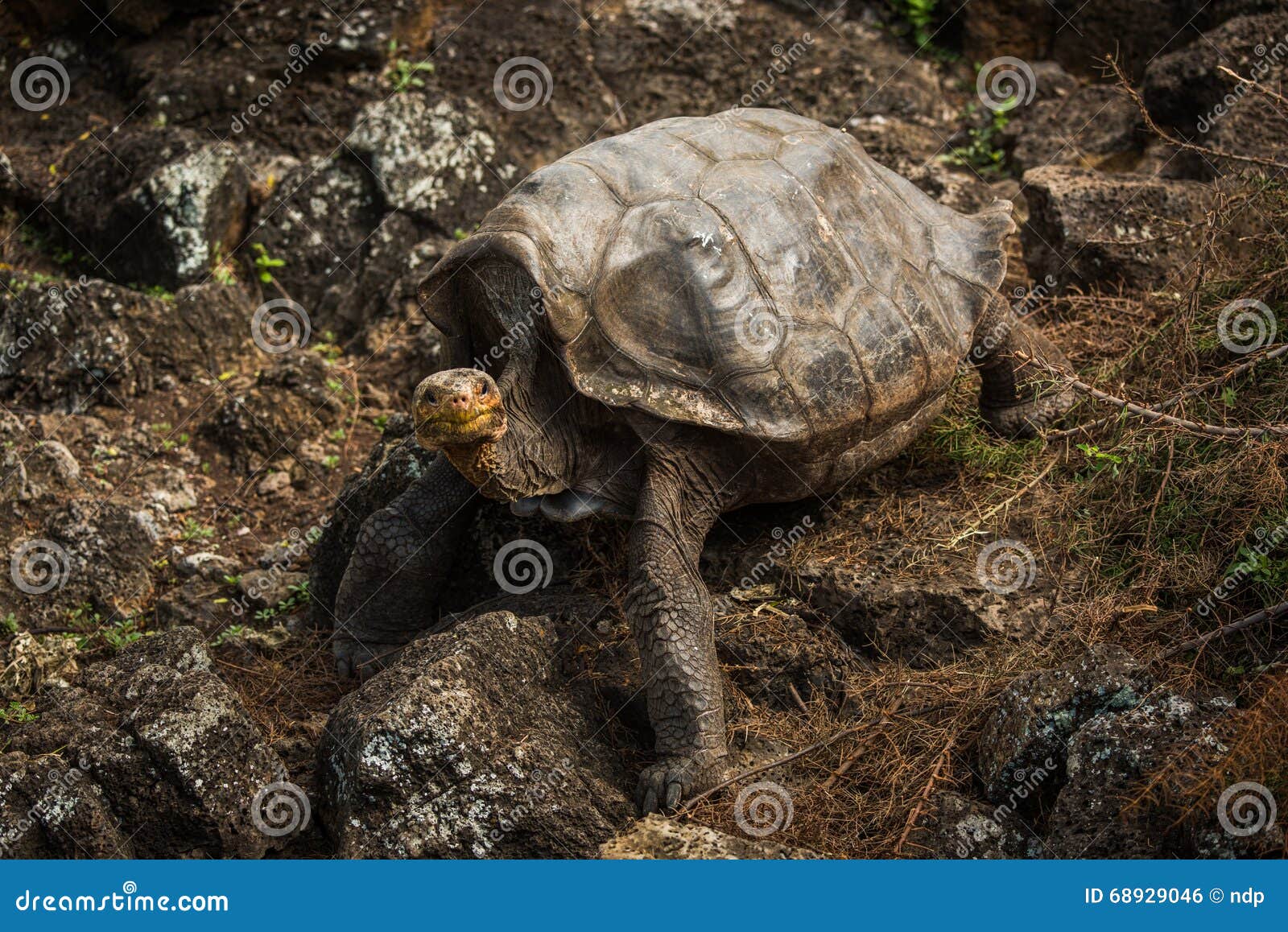 A Tortoise Climbing On A Piece Of Wood Stock Photography ...