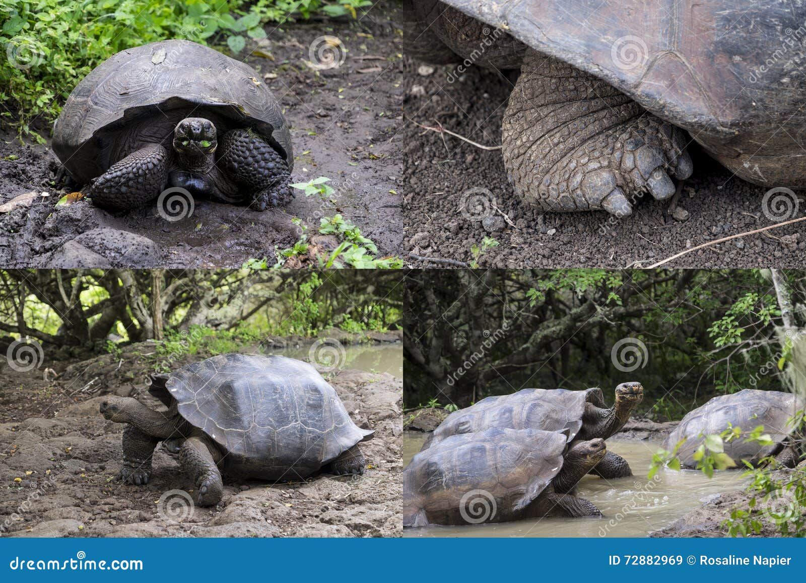 Galapagos Giant Tortoise Collage Stock Image - Image of evolution, slow ...