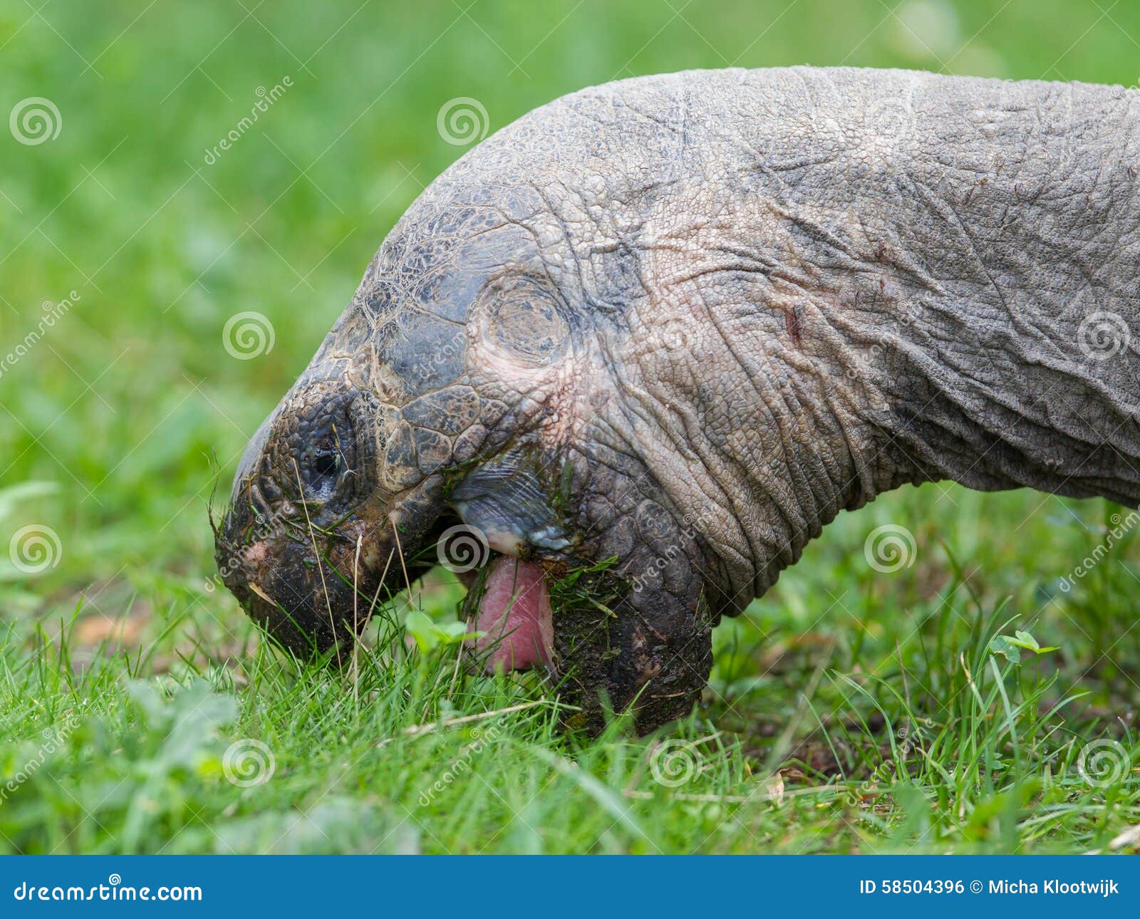 Galapagos Giant Tortoise Eating Stock Photo - Image of outdoors ...