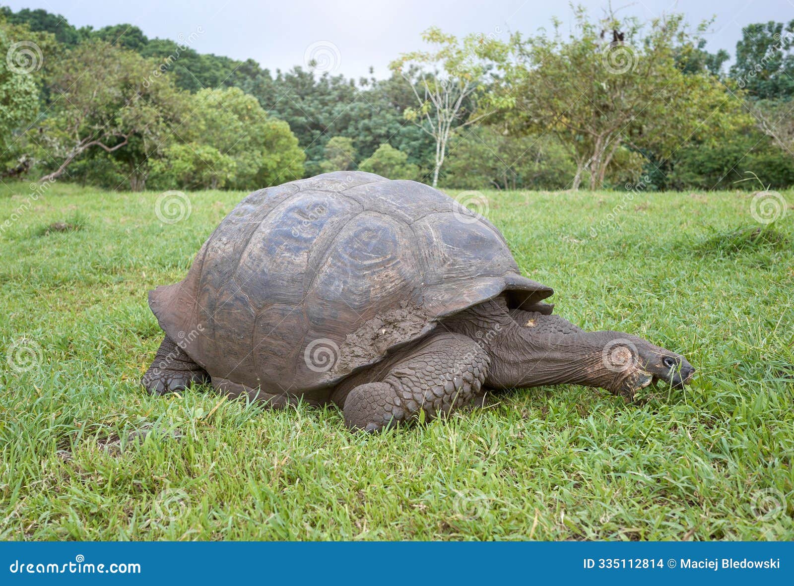 Galapagos Giant Tortoise Eating Grass, Selective Focus, Galapagos ...
