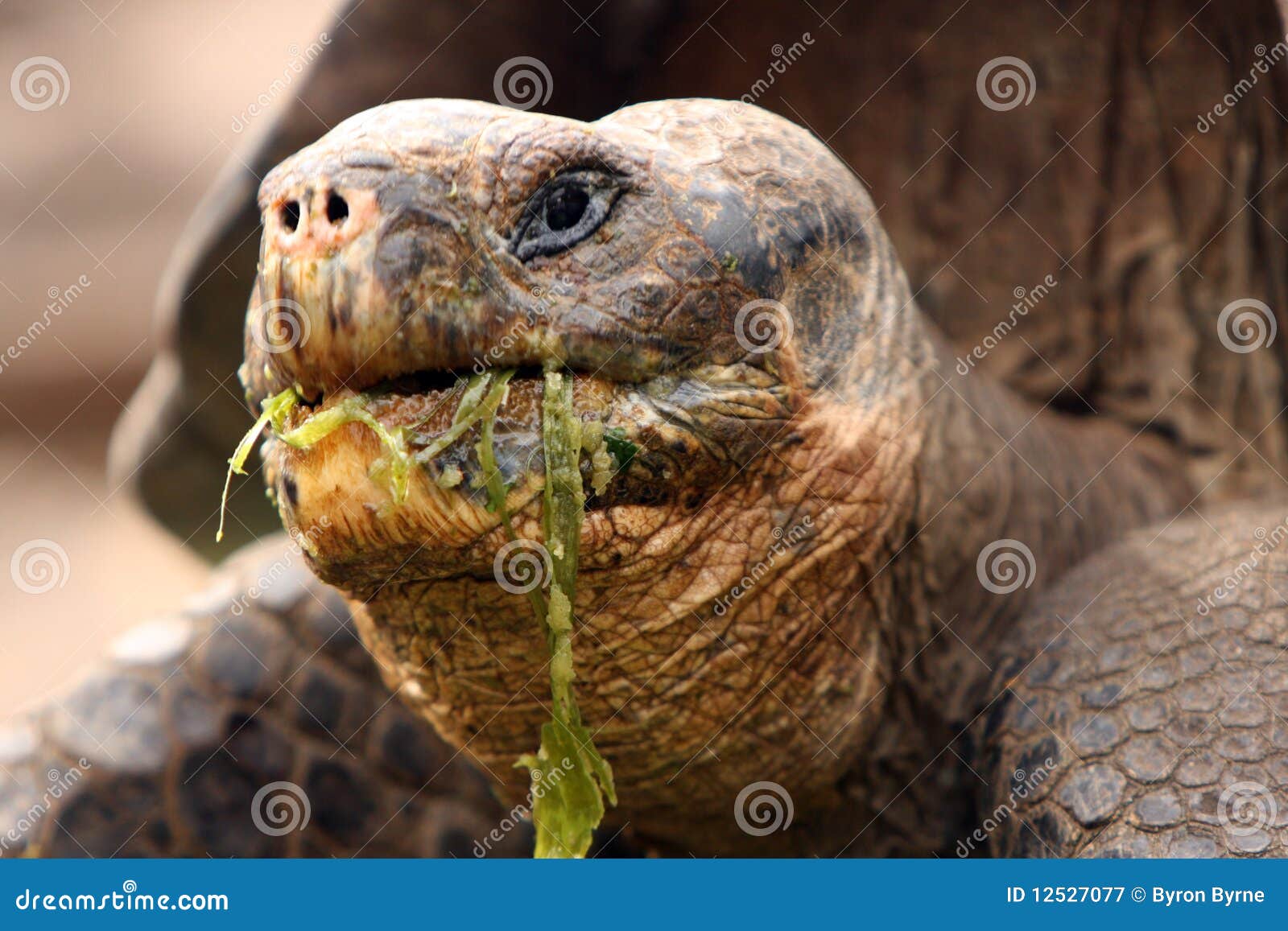 Giant Tortoise Eating Grass Royalty-Free Stock Photo | CartoonDealer ...