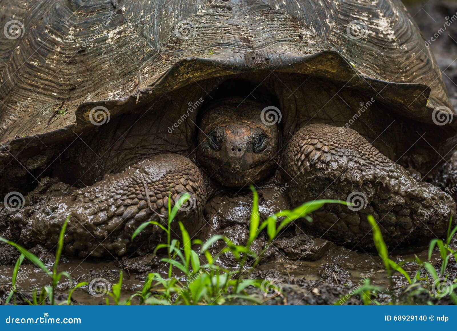 Galapagos Giant Tortoise with Head in Shell Stock Photo - Image of ...