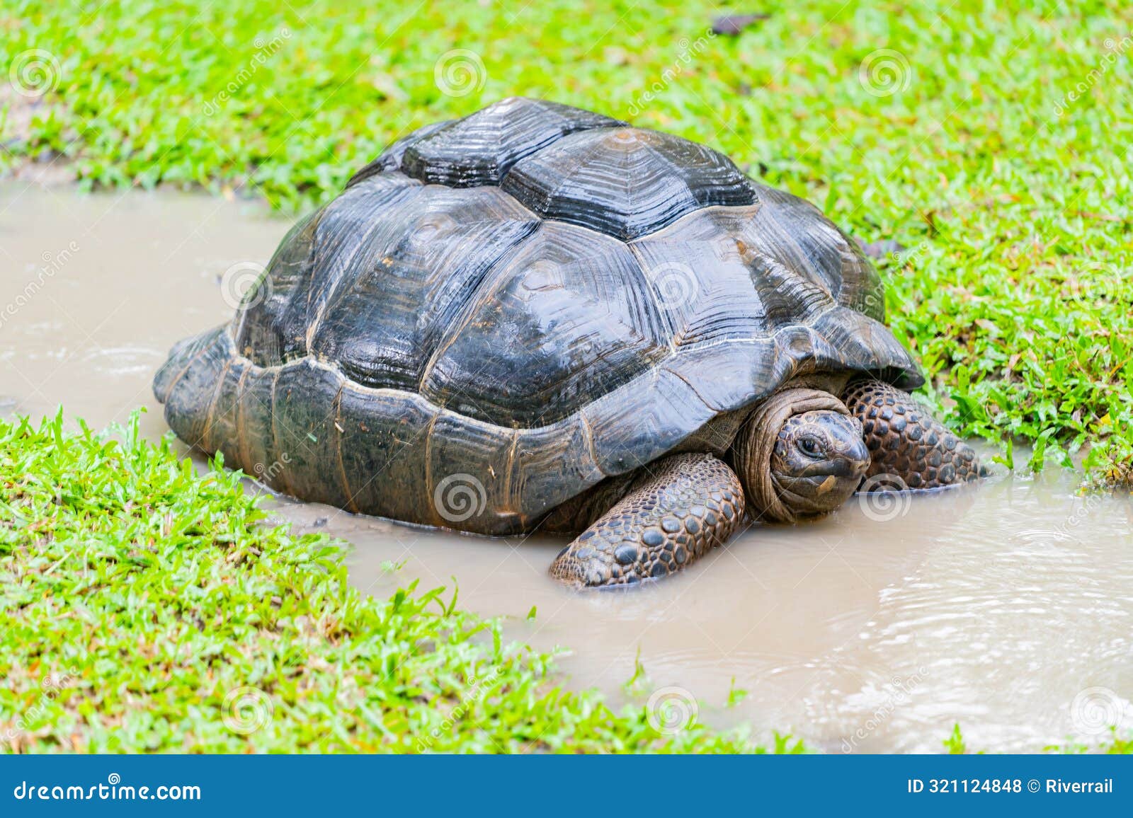 Galapagos Giant Tortoise Resting in the Water in the Grass Stock Photo ...