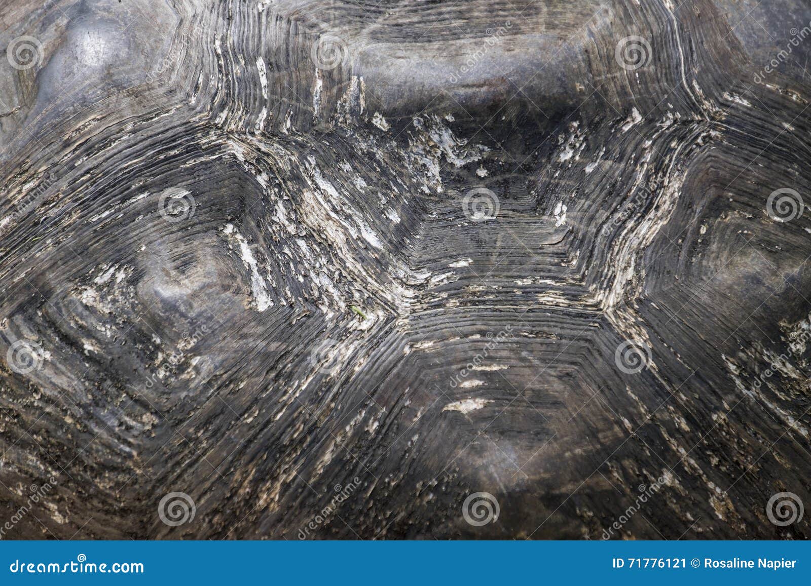 Galapagos Giant Tortoise Shell Stock Image - Image of pattern, wildlife ...