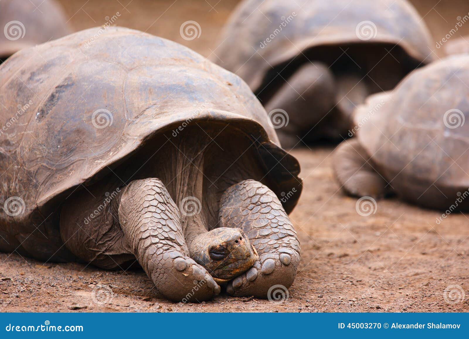 Galapagos giant tortoise stock photo. Image of wildlife - 45003270