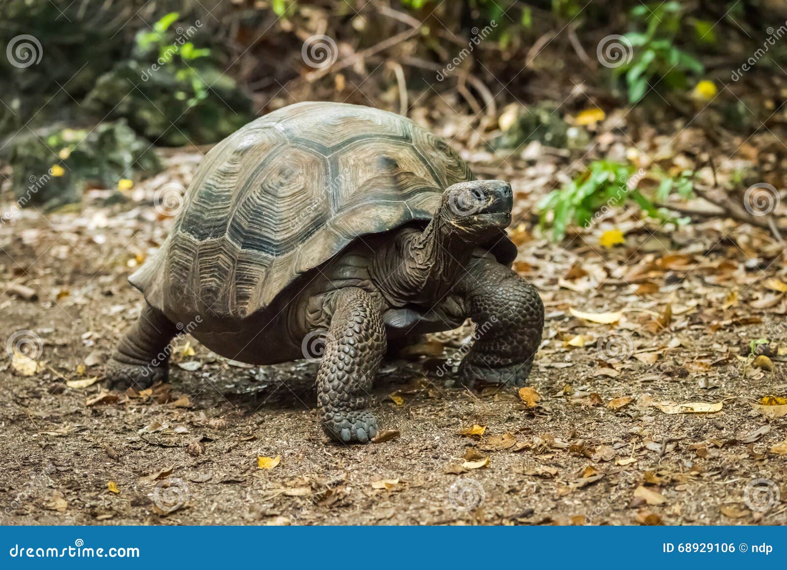 Galapagos Giant Tortoise Walking Along Gravel Path Stock Photo - Image ...