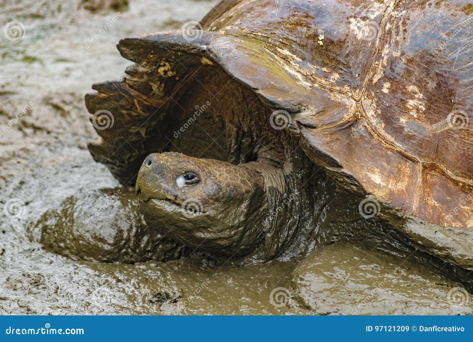 Galapagos Giant Turtle, Ecuador Stock Image - Image of slow, reptile ...