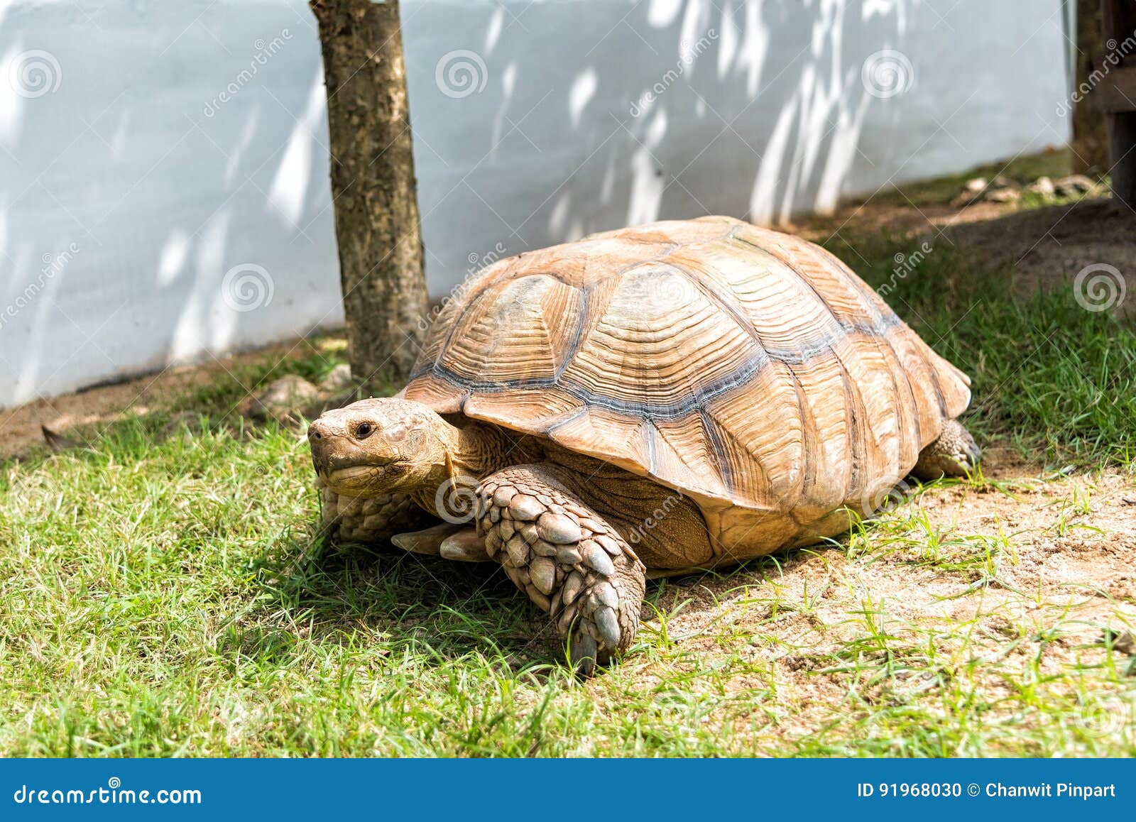 Turtle Standing On The Grass Royalty-Free Stock Photo | CartoonDealer ...
