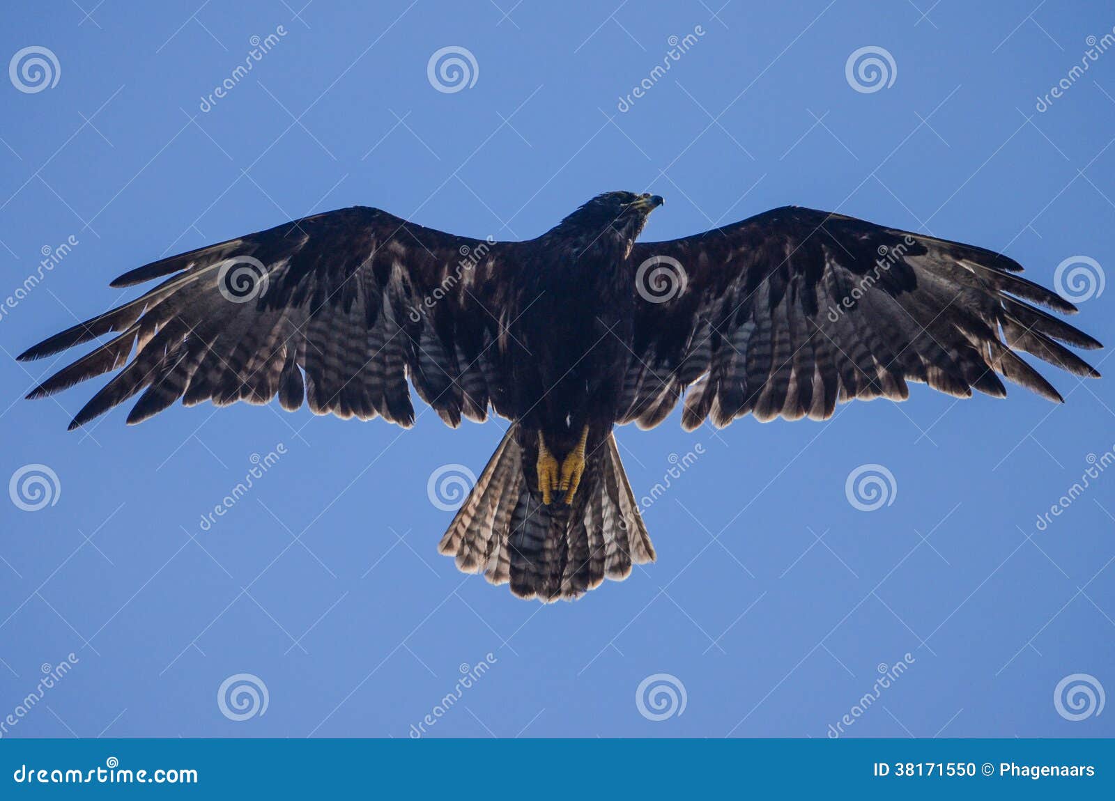 Galapagos Hawk stock photo. Image of baltra, beak, outdoor - 38171550