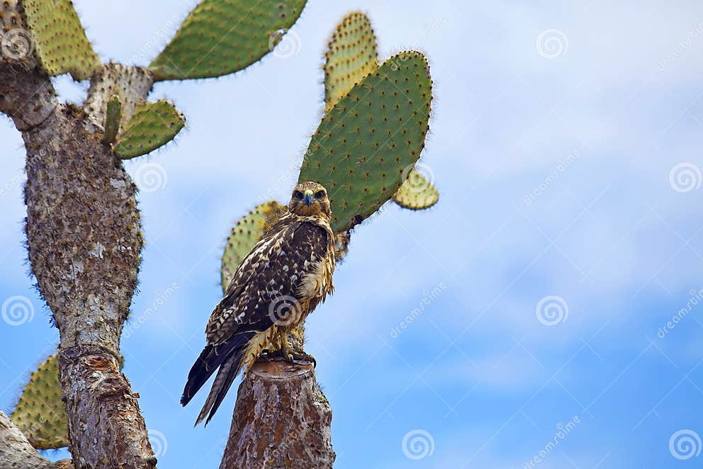 Galapagos Hawk on Santa Fe stock photo. Image of hawk - 22235870