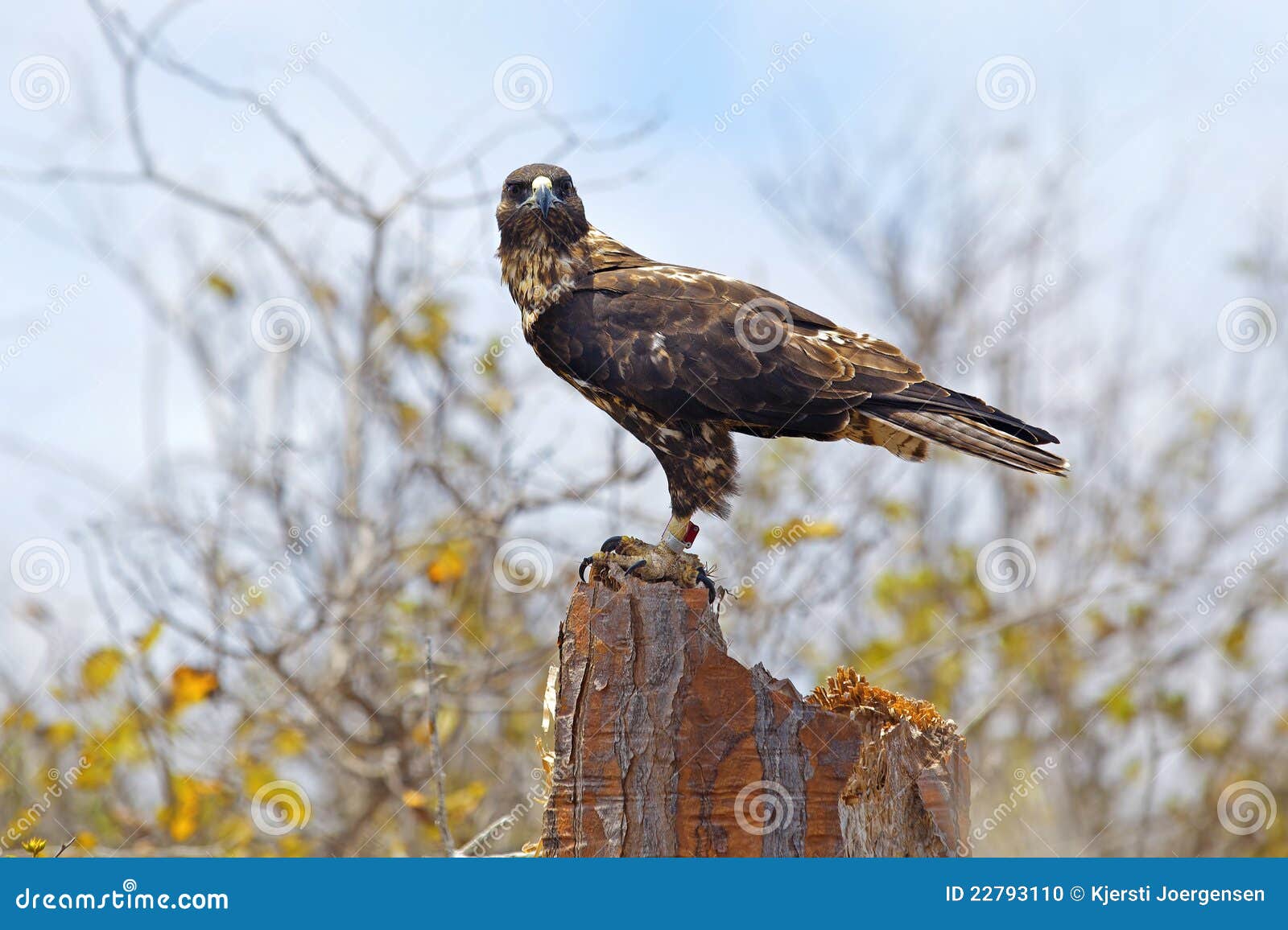 Galapagos Hawk on Santa Fe stock photo. Image of beak - 22793110