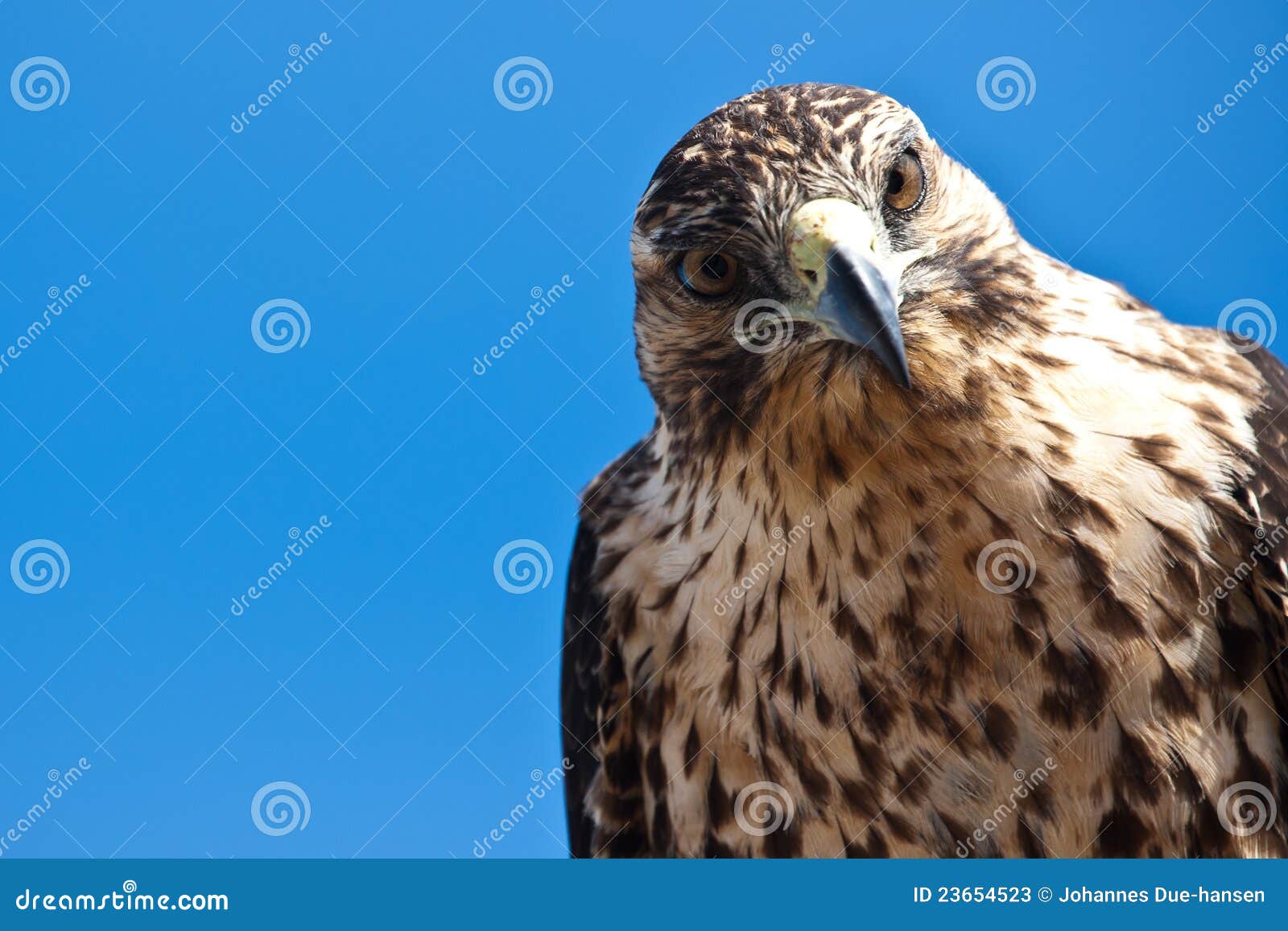 Galapagos Hawk with Tilted Head Stock Image - Image of cliff ...