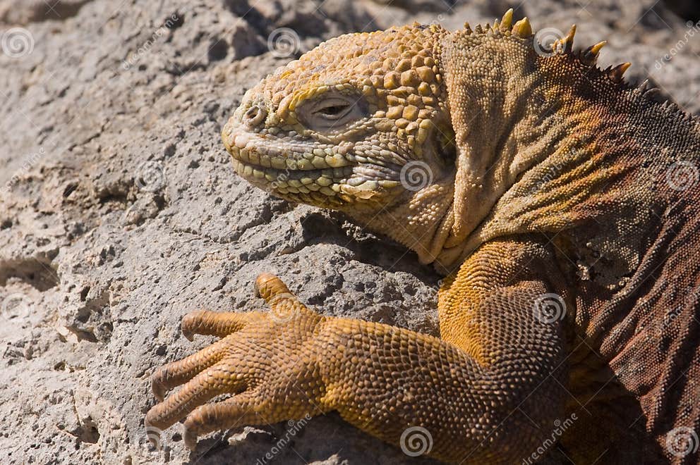 Galapagos Land Iguana stock photo. Image of america, wild - 13964580