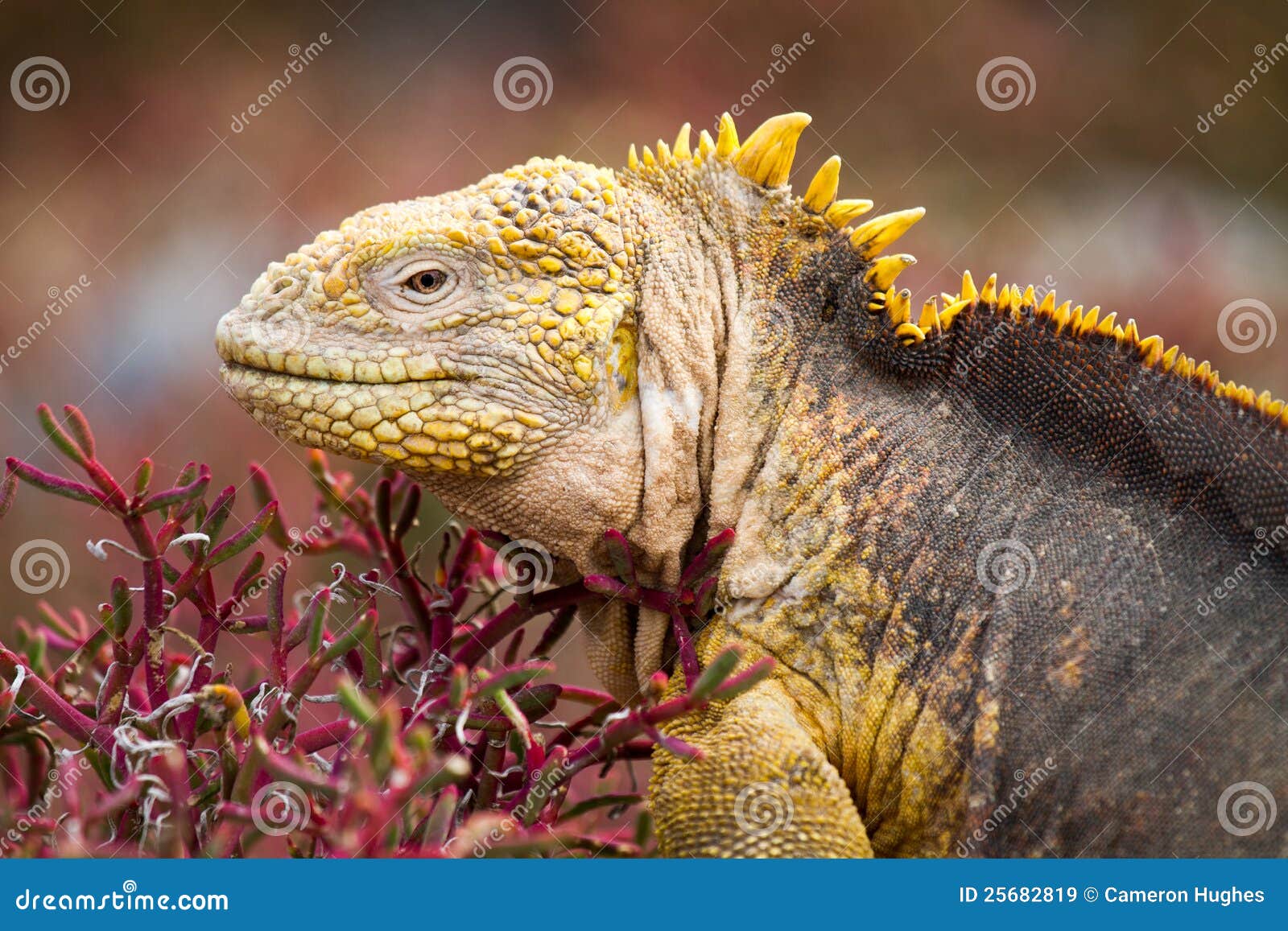Galapagos Land Iguana stock image. Image of tropical - 25682819