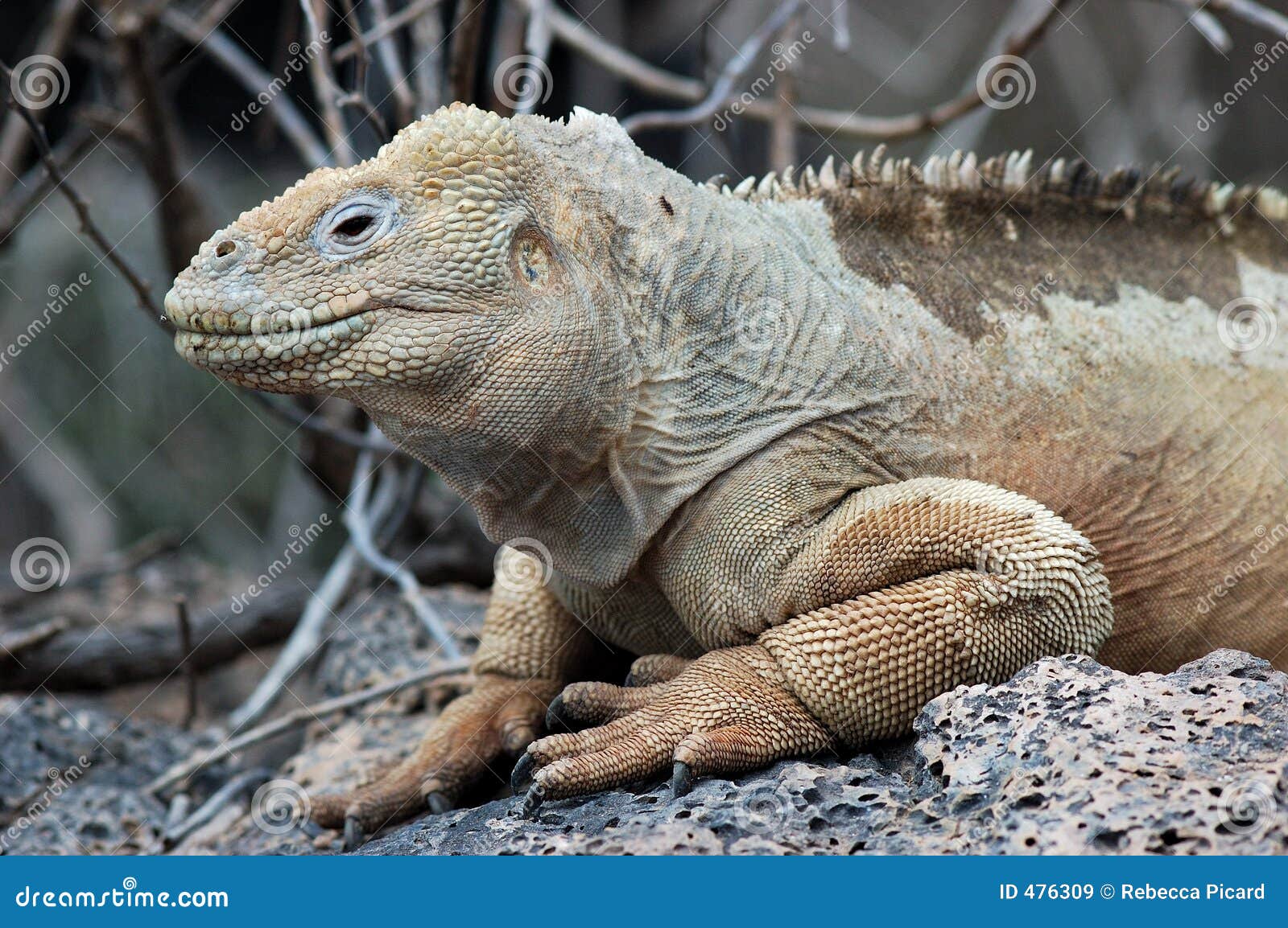 Galapagos Land Iguana stock image. Image of evolution, species - 476309