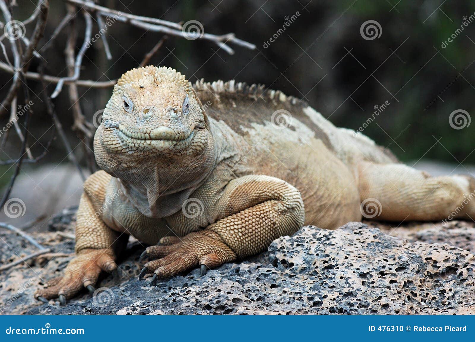 Galapagos Land Iguana stock photo. Image of grey, galapagos - 476310