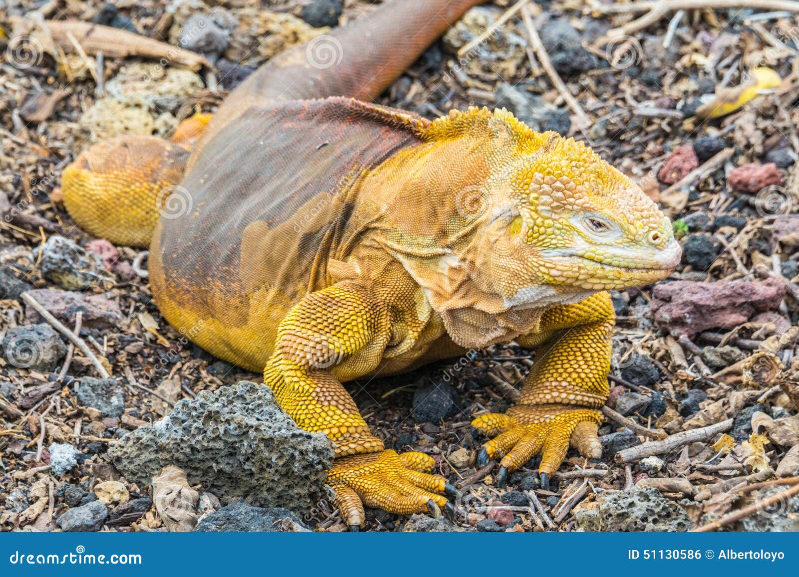 Galapagos land iguana stock photo. Image of ocean, landscape - 51130586
