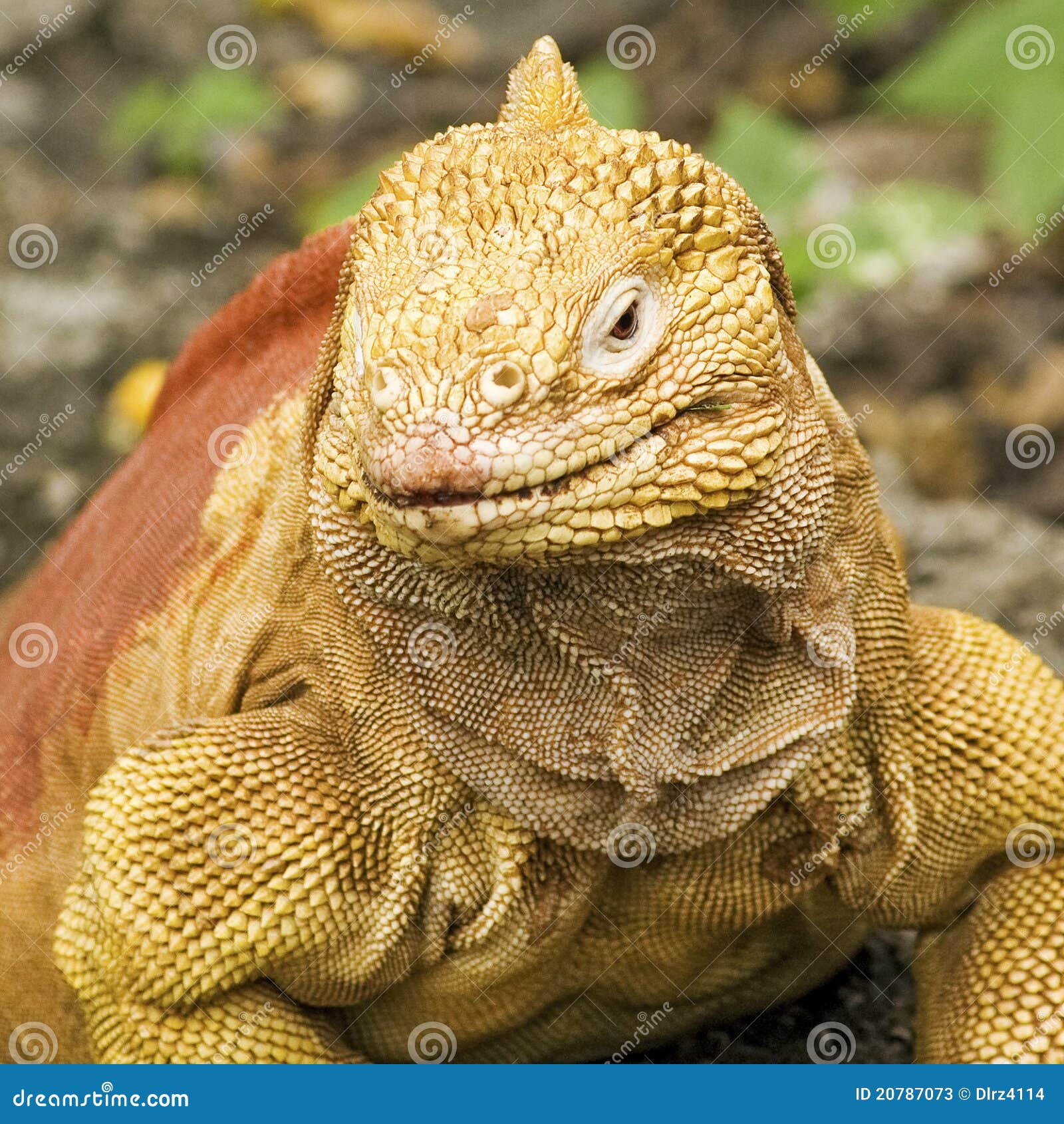 Galapagos Land Iguana, Conolophus Subcristatus. In Its Natural Habitat ...