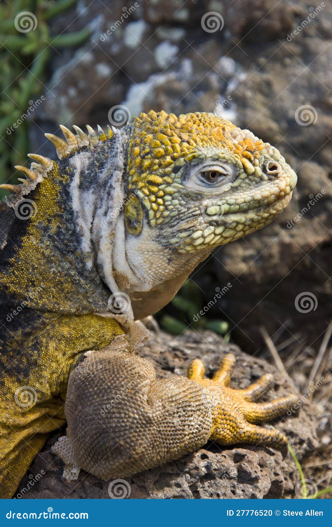Galapagos Land Iguana (Conolophus Subcristatus) Stock Photo - Image of ...