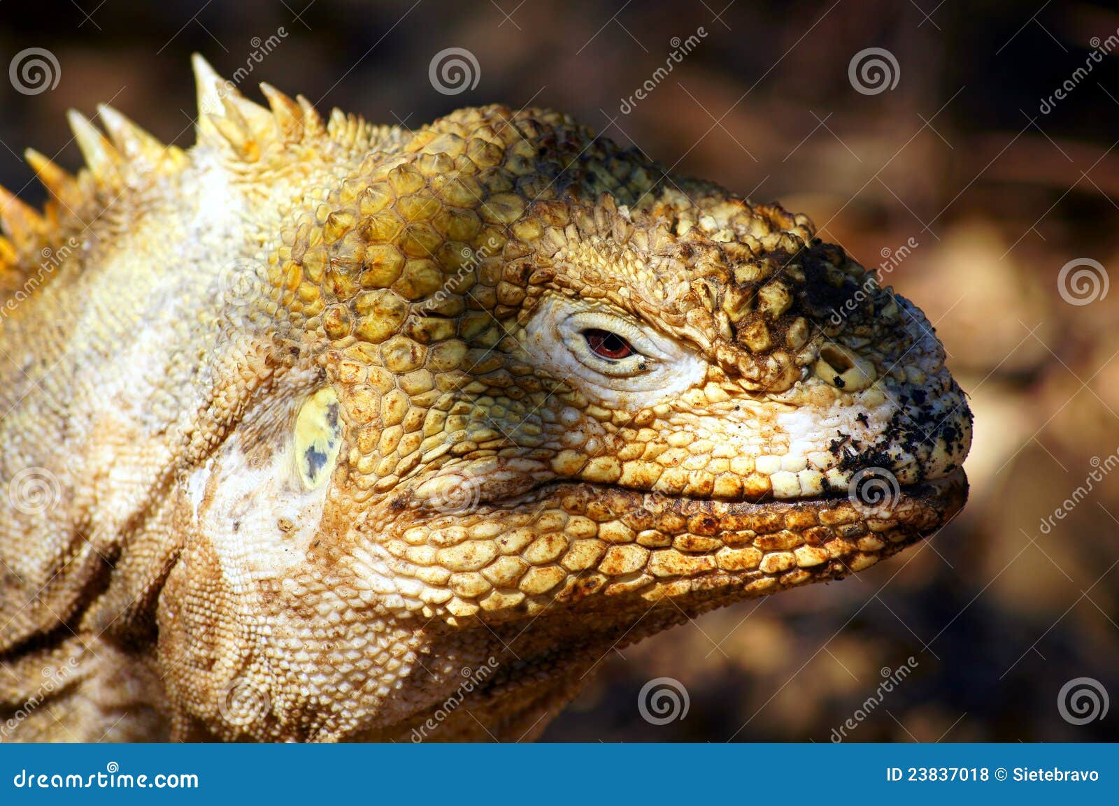 285 Land Lizards Stock Photos - Free & Royalty-Free Stock Photos from ...