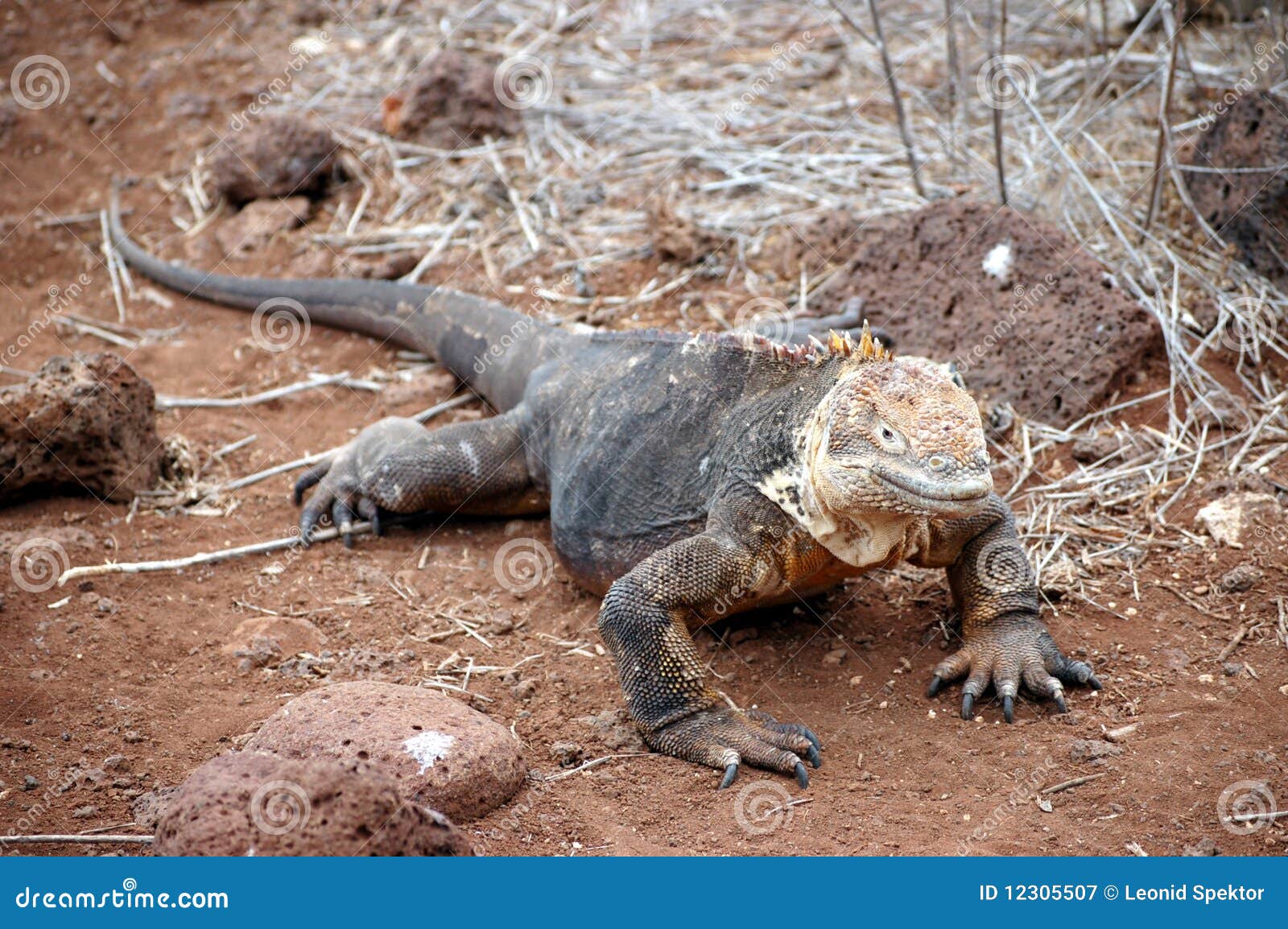 Galapagos-Land-Leguan. stockbild. Bild von heck, leguan - 12305507