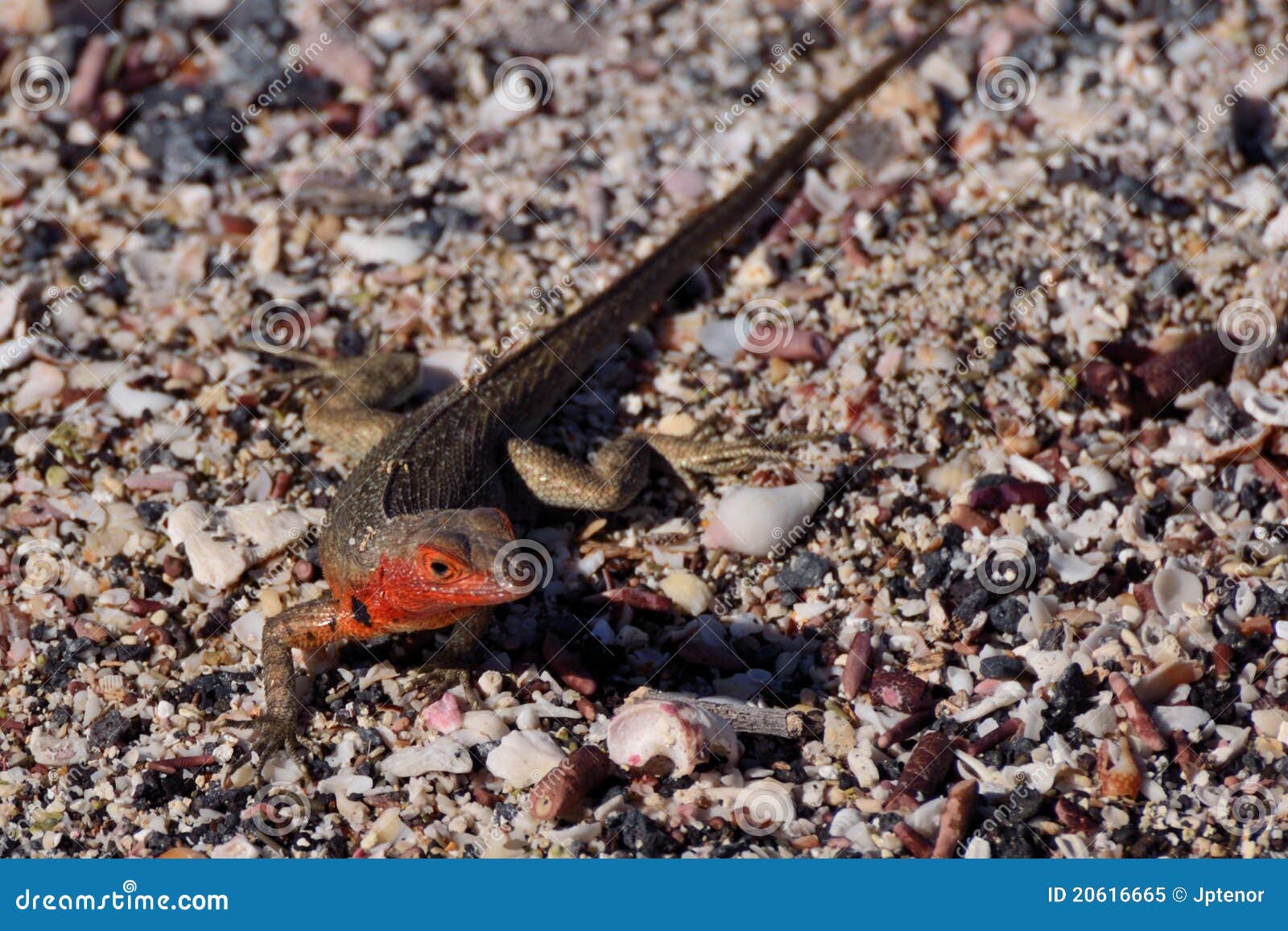 Galapagos Lava Lizard stock image. Image of island, lava - 20616665