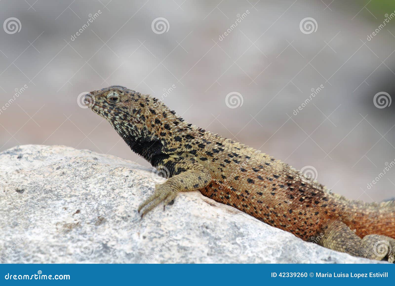 Galapagos Lava Lizard (albemarlensis Di Microlophus) Fotografia Stock ...